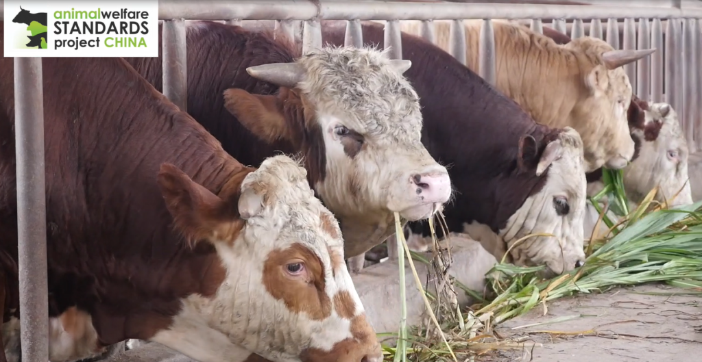 The Animal Welfare Toolbox 🐔 Education Webinars